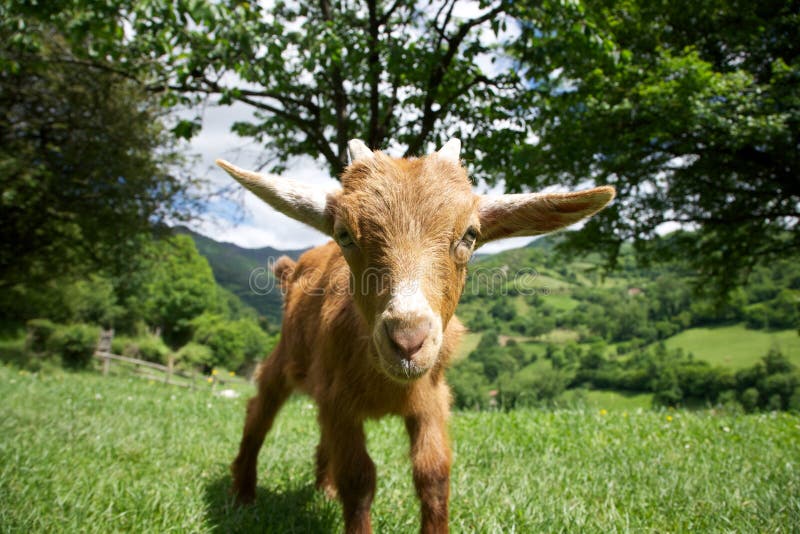 Goat staring in Asturias stock image. Image of grey, lovely - 23116631