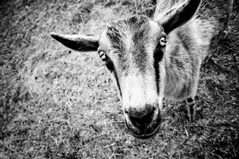 Staring Goat stock image. Image of agriculture, domestic - 31642295