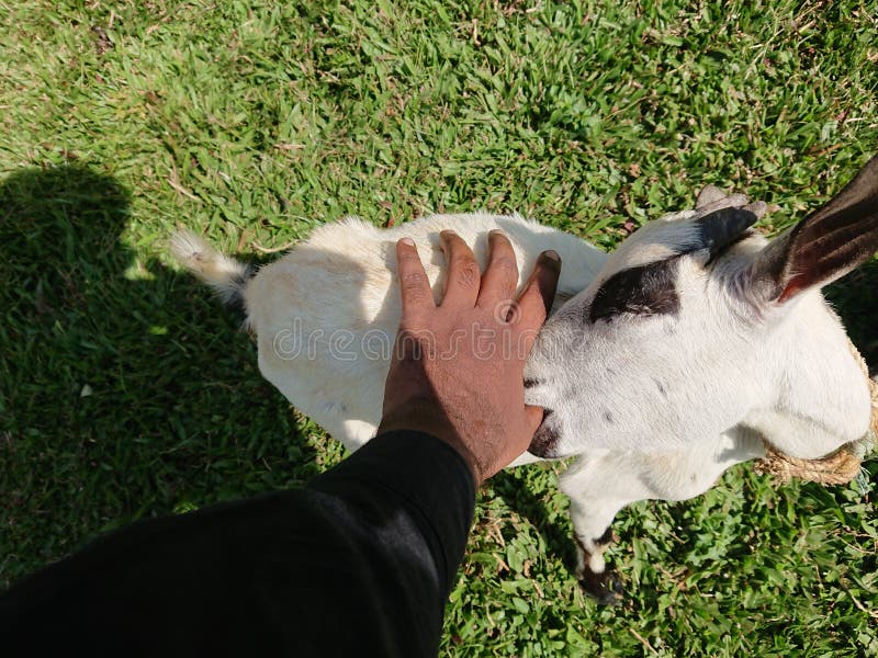 Goat feeding stock photo. Image of started, feeding - 137096556