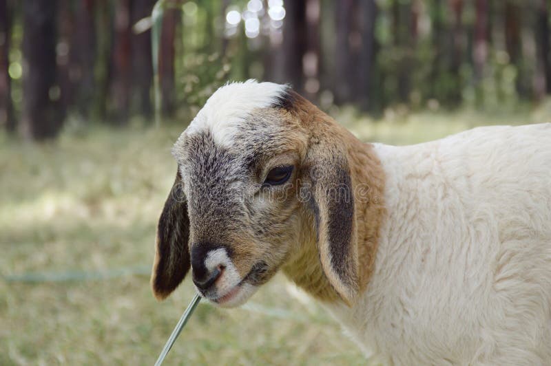 A Goat with a Stick in Its Mouth Stock Photo - Image of cute, head ...