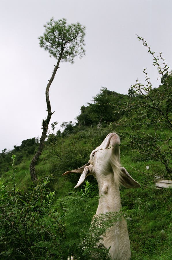 Goat Stretching for Food stock image. Image of hill, asia - 29961067