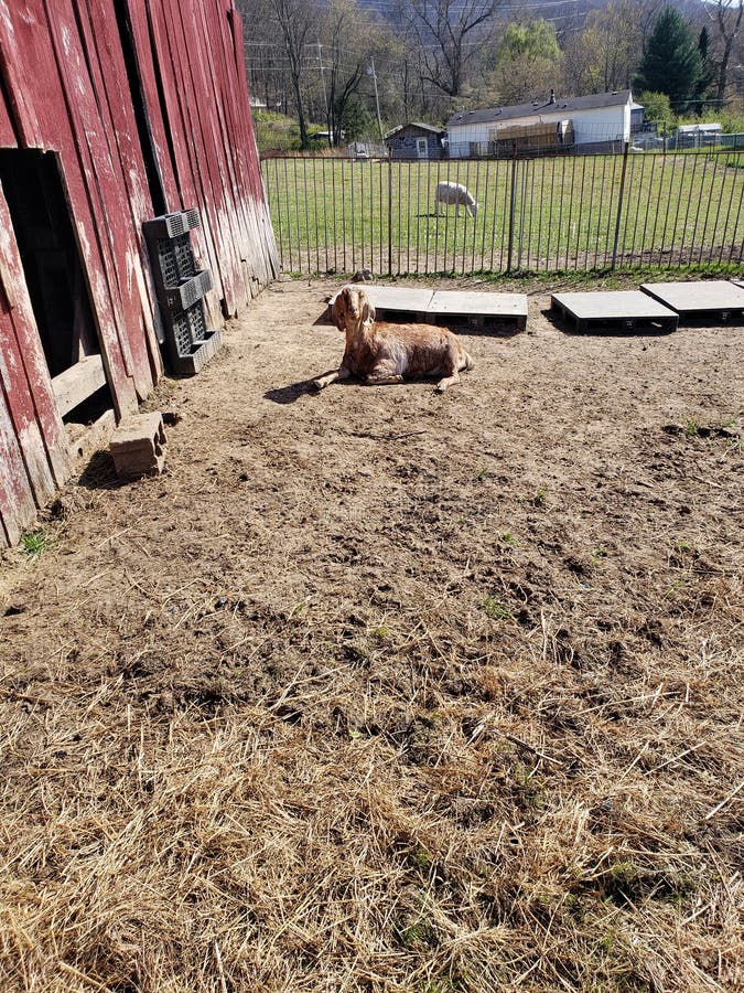 Bathing Goat Stock Photos - Free & Royalty-Free Stock Photos from ...