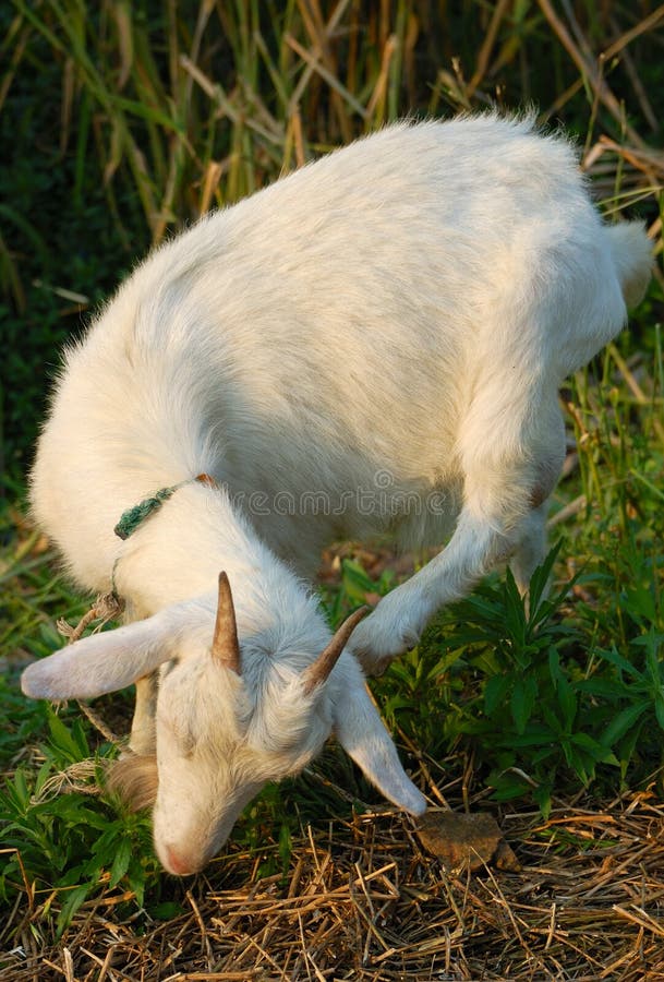 Goat In Sunset Picture. Image: 5612217