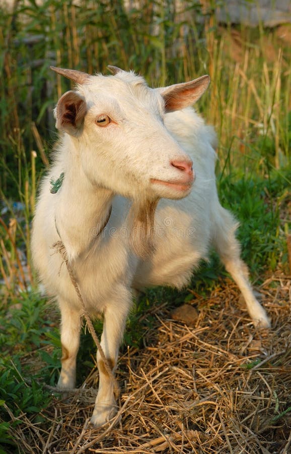 Goat in sunset stock image. Image of farm, field, grass - 5612259