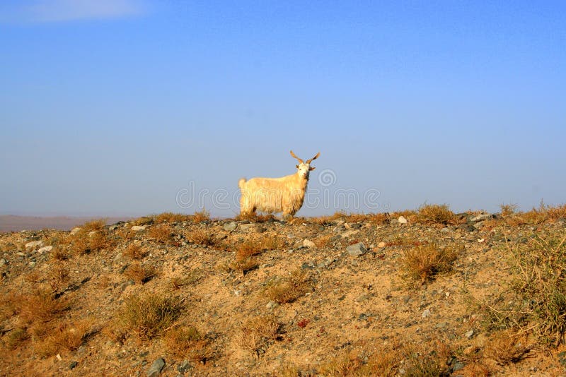 GOAT IN SUNSET Picture. Image: 5881749