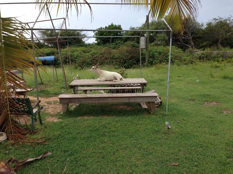 Goat Table Anguilla Plant Palm Stock Photo - Image of grass, plant ...