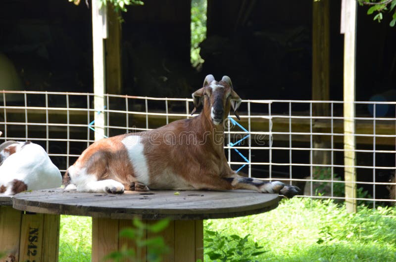 Goat on Table stock image. Image of barn, goat, horns - 153835137
