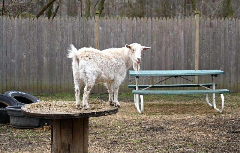 Goat on Table stock image. Image of barn, goat, climbing - 174796005