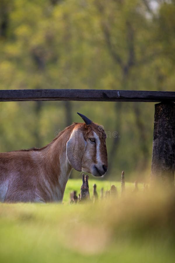 Goat Taking Rest in Trees Shadow. Stock Image - Image of natural ...