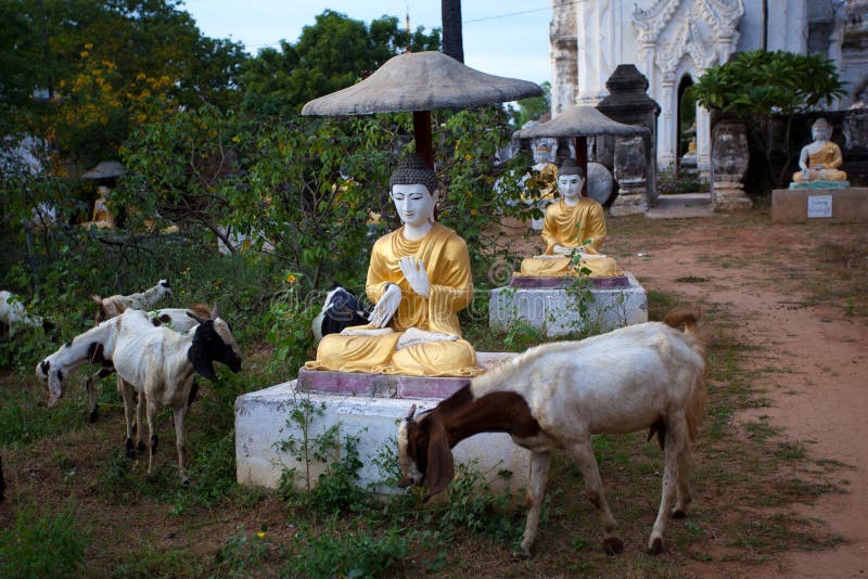 Goat in temple stock photo. Image of group, ancient, white - 70249056