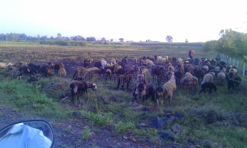 Goat together? stock photo. Image of ground, cute, natural - 48665032