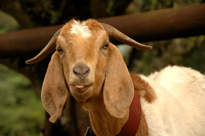 Goat With Tongue Out Picture. Image: 790498
