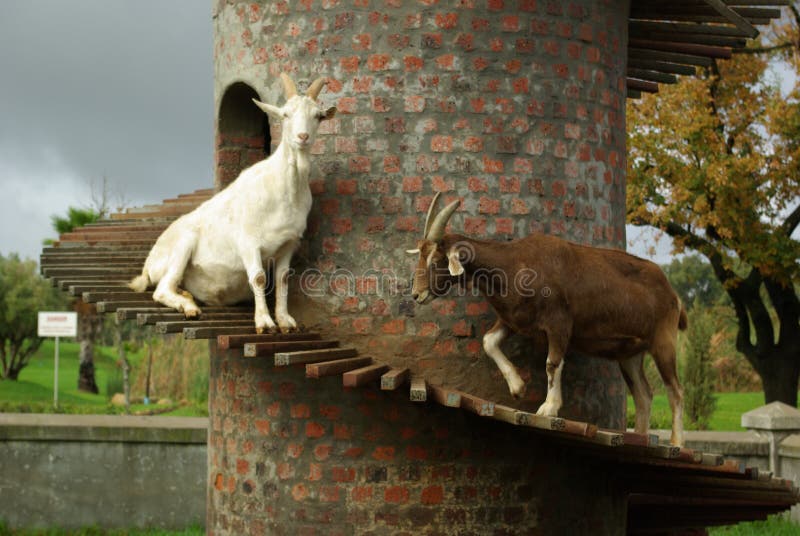 Goat Tower stock photo. Image of goat, tower, goats, animals - 9044152