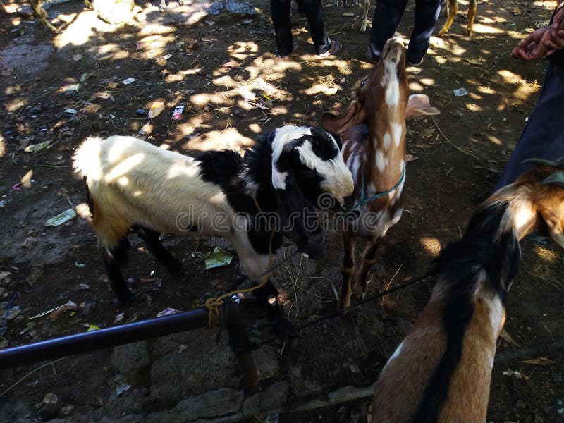 Goat Traditional Market in Indonesia Stock Image - Image of indonesia ...