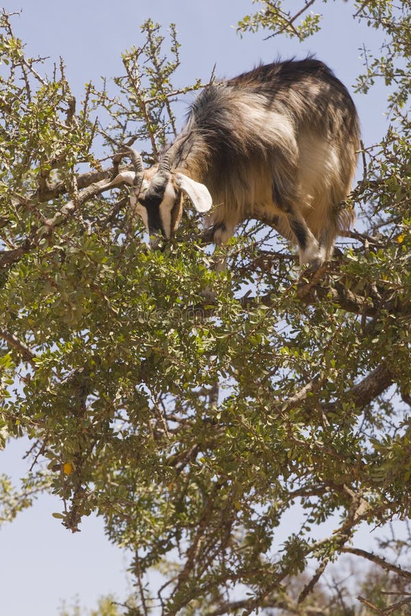 Goat in a Tree stock photo. Image of climbing, climb - 15501388