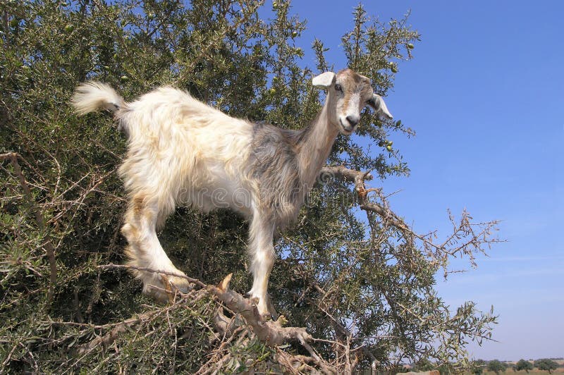 Goat on tree stock photo. Image of africa, argan, goat - 2713916