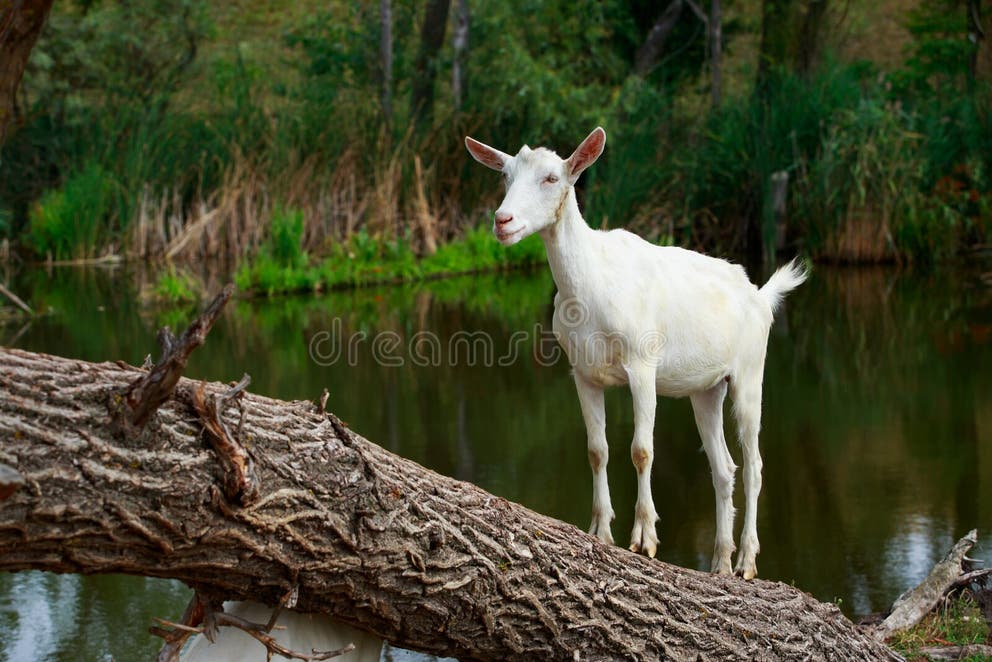 Goat on a tree stock photo. Image of grass, water, green - 169317100
