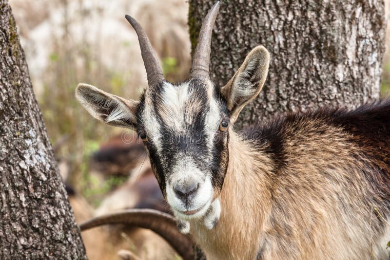 A Goat Looks Carefully and Curious Stock Photo - Image of face, curious ...