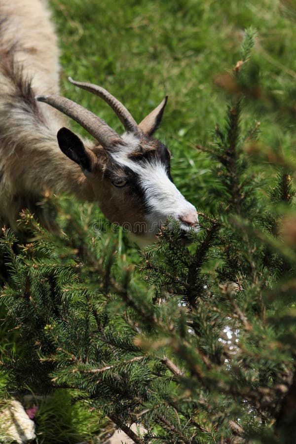 The Goat Tries To Eat with Fir Branches Stock Image - Image of forest ...