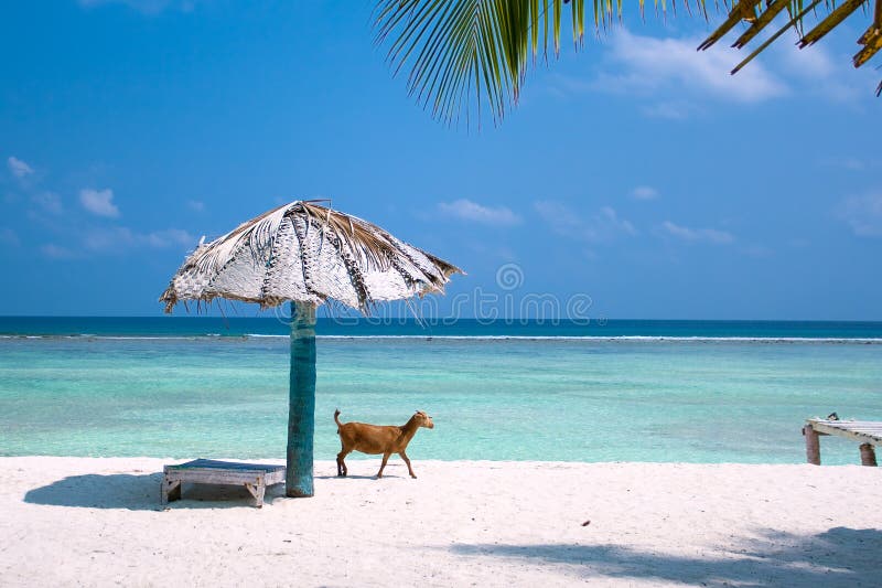 Goat on the tropical beach stock photo. Image of sunrise - 9469374
