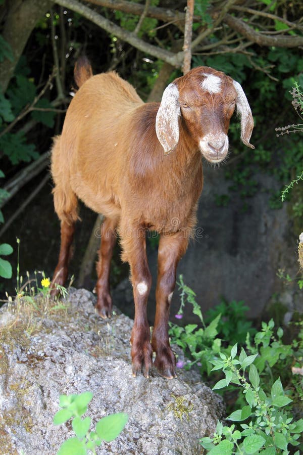 Goat in turkish village stock photo. Image of chamal - 78079560