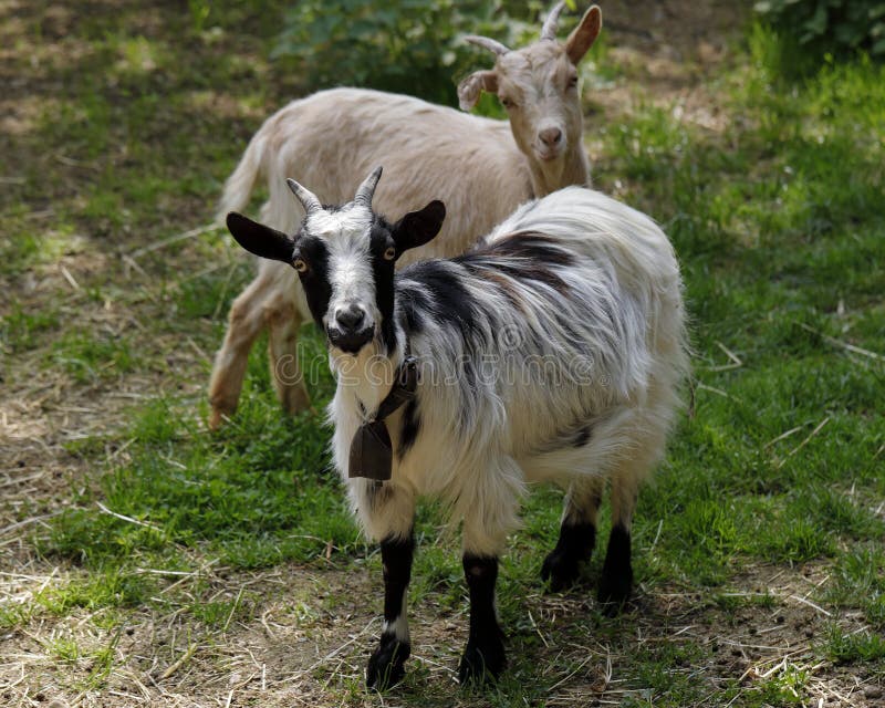Goat stock image. Image of horned, nature, curiosity - 90657913