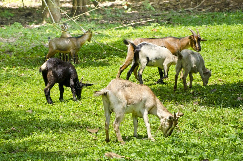Goat group stock photo. Image of summer, field, pets - 42074874