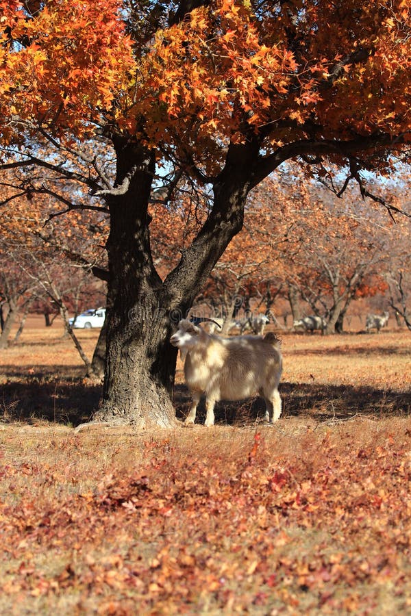 Goat Under the Tree stock image. Image of field, biti - 145085831