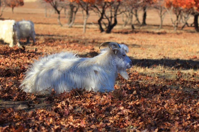 A goat under the maple stock image. Image of gardens - 38610295