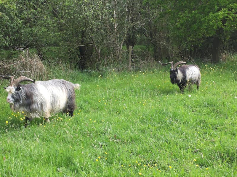 Goat Under the Tree stock image. Image of field, biti - 145085831