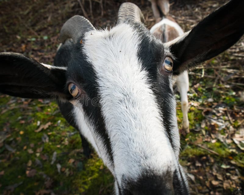 Goat Up Close stock photo. Image of goat, livestock, horns - 39720316