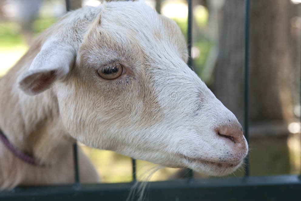 Goat up close. stock photo. Image of cute, adult, portrait - 32650846