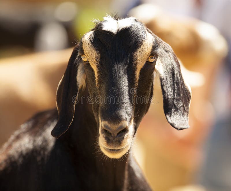 Goat stock photo. Image of vertebrate, horns, goat, brown - 31712536