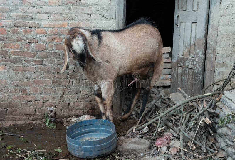 Goat urinating stock photo. Image of naughty, canine - 65143778