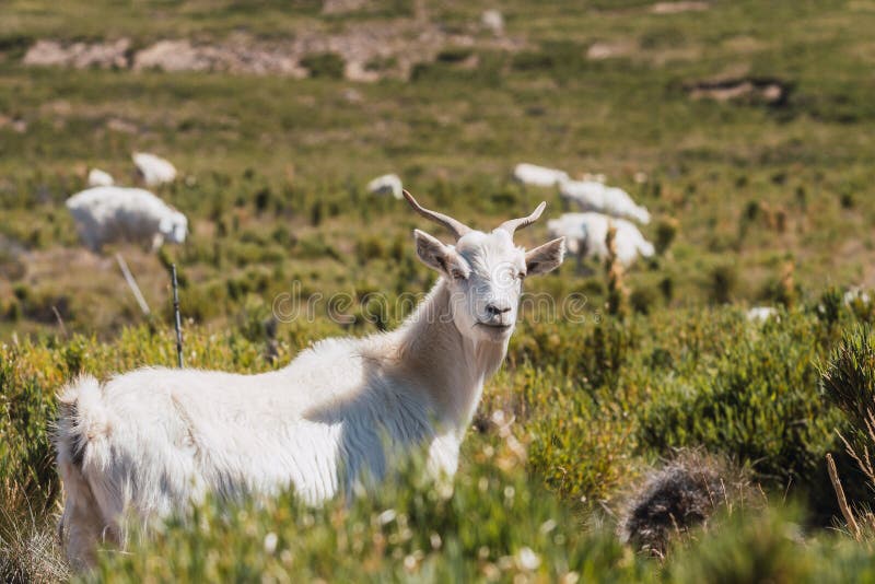 Goat in the Valley of Andes Mountains Stock Image - Image of scenery ...