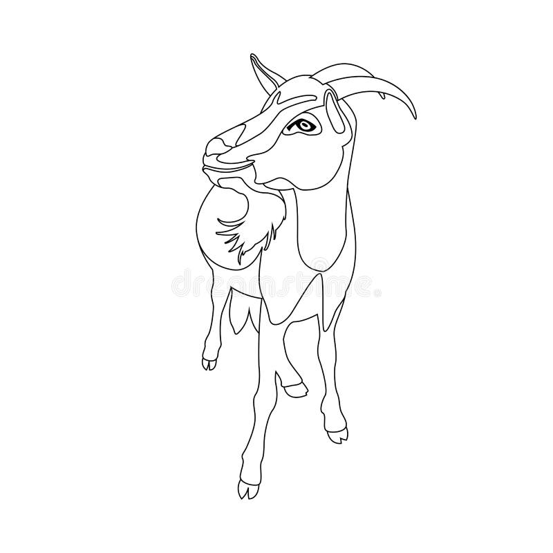 Goat Vector Illustration Line Drawing Stock Vector - Illustration of ...