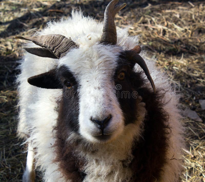 Goat stock image. Image of beast, goat, animal, grass - 39073215