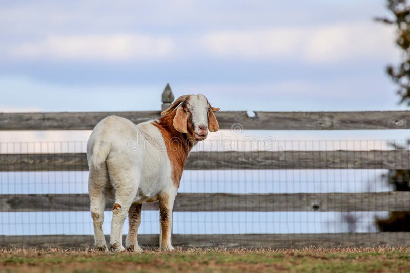 Goat with a view stock photo. Image of hill, pasture - 109694660