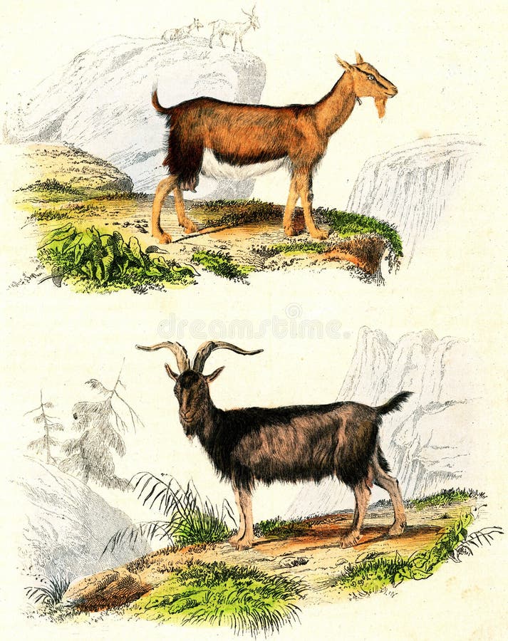 The Goat, Vintage Engraving Stock Illustration - Illustration of ...