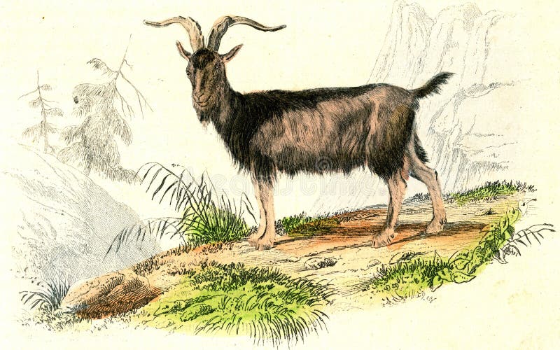 The Goat, Vintage Engraving Stock Illustration - Illustration of wild ...