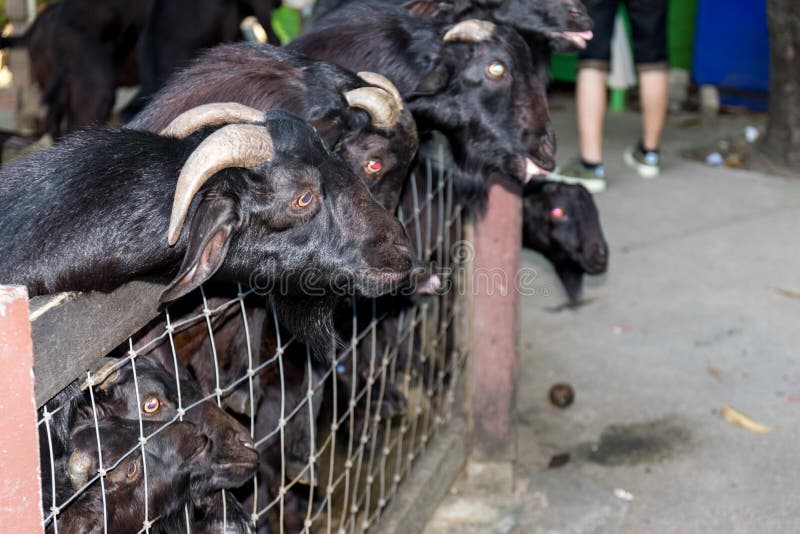 Goat Waiting for People To Feed Animals Stock Image - Image of rural ...