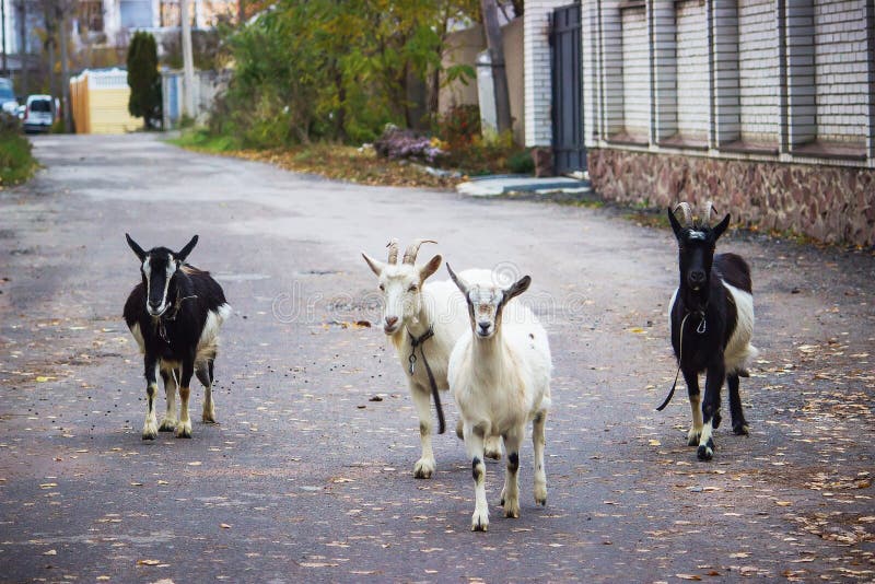 Goat are Walking Across the Street Stock Photo - Image of nature ...