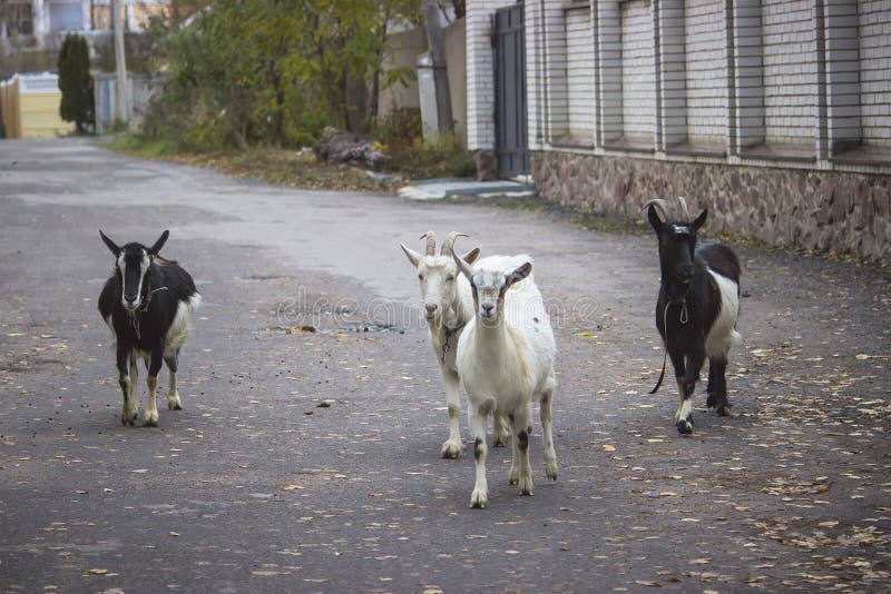 Goat are Walking Across the Street Stock Image - Image of natural ...