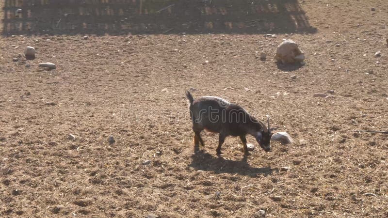 The Goat is Walking in the Farm Field on a Windy Day. Stock Video ...