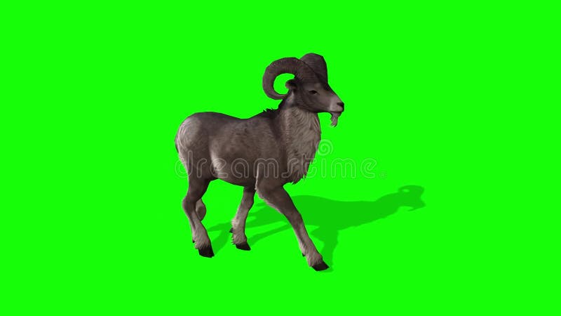 Animal Reindeer Walk Green Screen 3D Rendering Animation Stock Footage ...