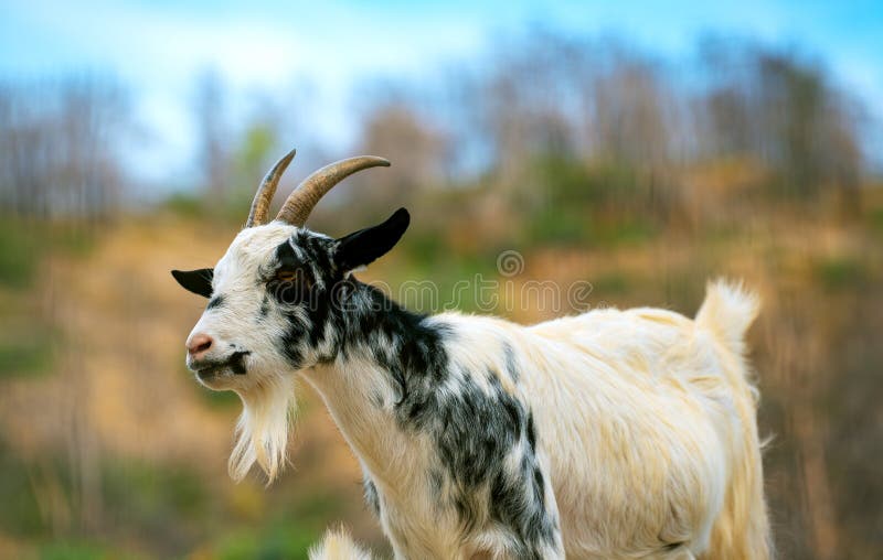 Goat walking stock photo. Image of portrait, outdoor - 317307160