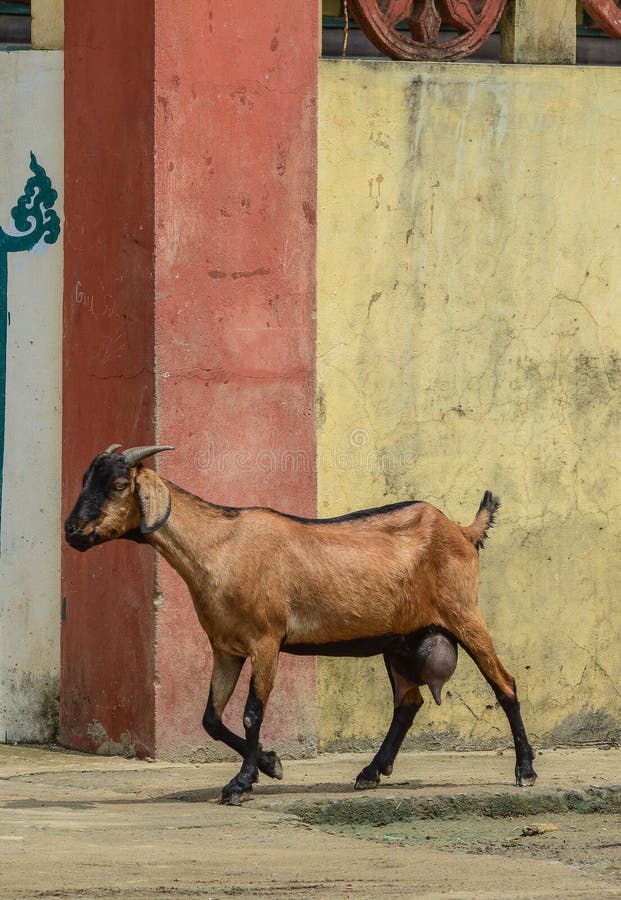 A goat walking on street stock photo. Image of ghat - 158532224
