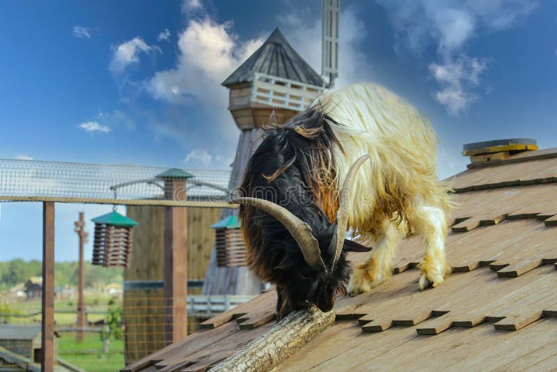 The Goat Walks on the Roof of a Small Building Stock Photo - Image of ...
