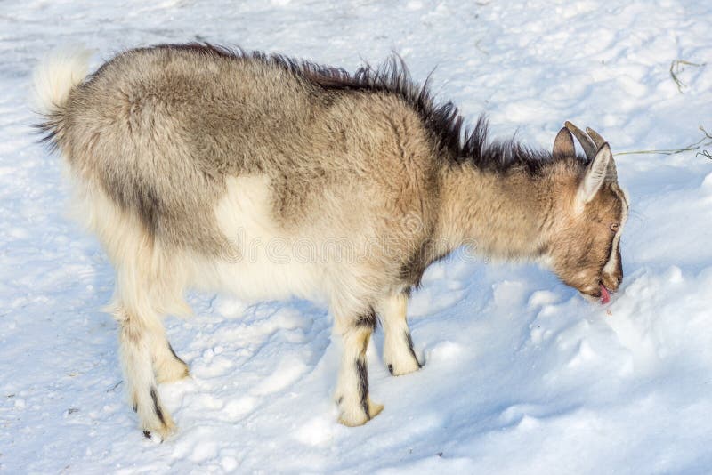 The Goat Walks In The Snow In Winter_ Stock Photo - Image of wildlife ...