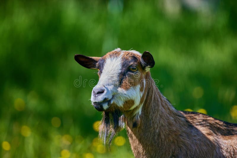 Goat Watching in Green Grass Stock Image - Image of outdoor, face ...